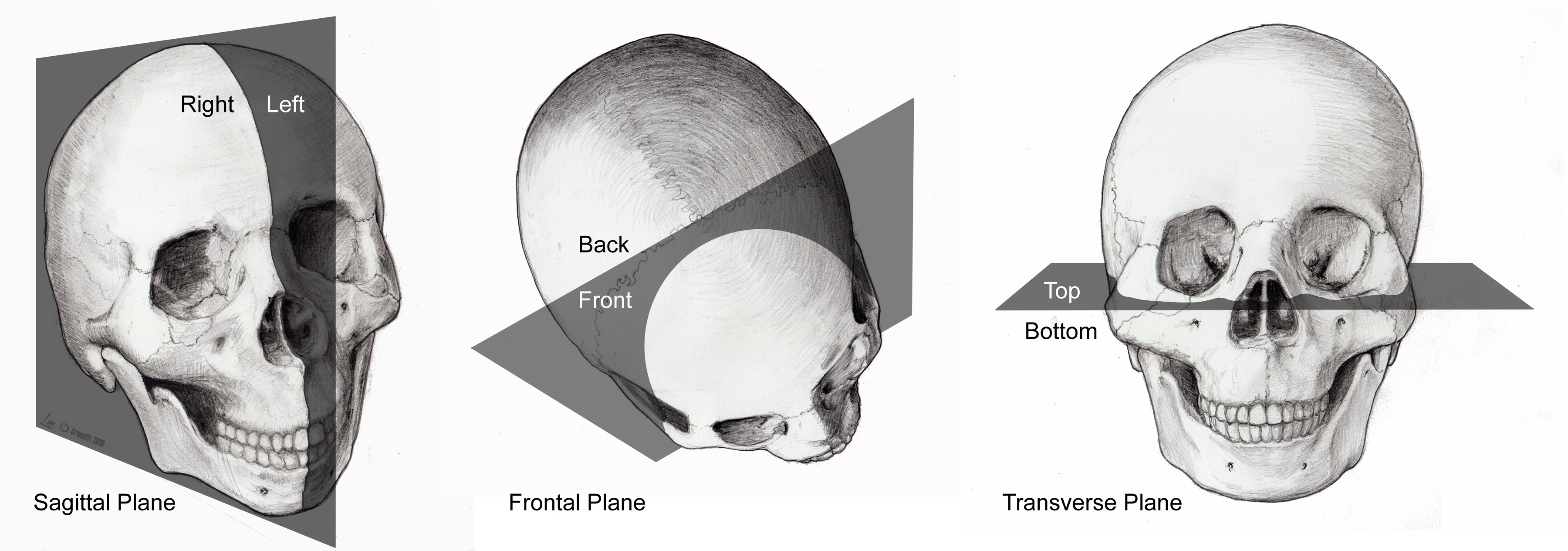 CrossFit Anatomical Planes Axes