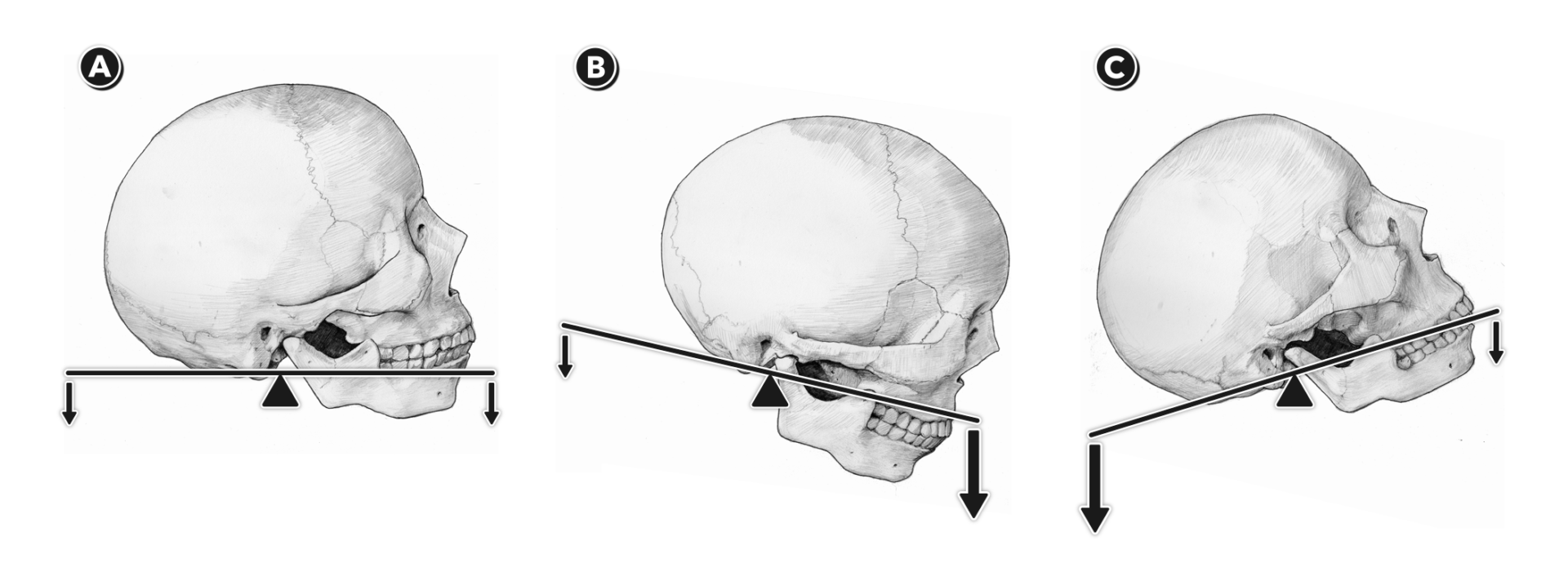 CrossFit | Anatomy of Levers, Part 1: First-Class Levers