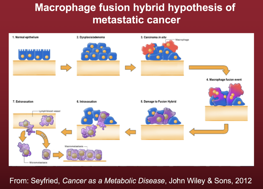Main Steps In Tumor Progression And Metastasis Cellular Transformation