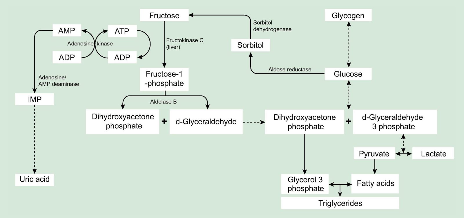 CrossFit | Fructose and sugar: A major mediator of non-alcoholic fatty ...