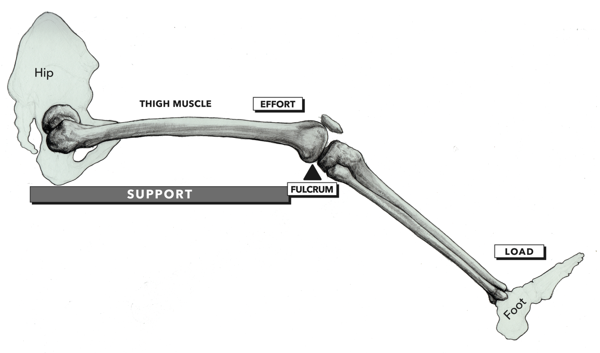 CrossFit | Anatomy of Levers, Part 5: Anatomical Elements