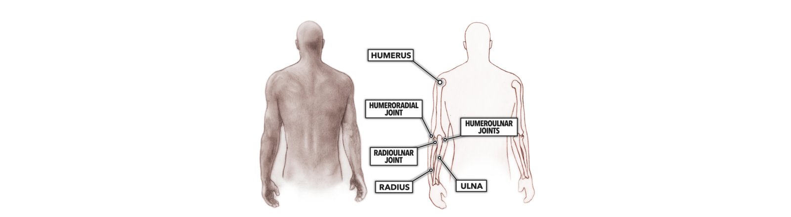 CrossFit | Movement About Joints, Part 2: The Elbow