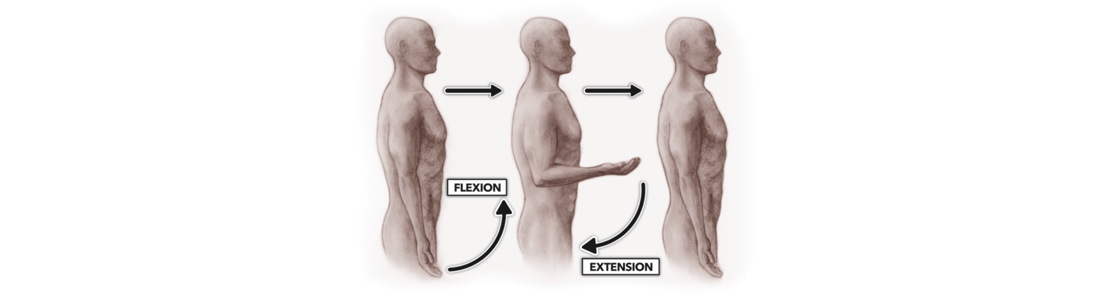 CrossFit | Movement About Joints, Part 2: The Elbow