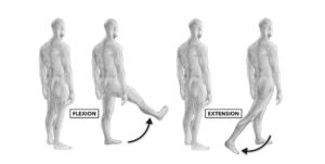 CrossFit | Movement about Joints, Part 5: The Hip