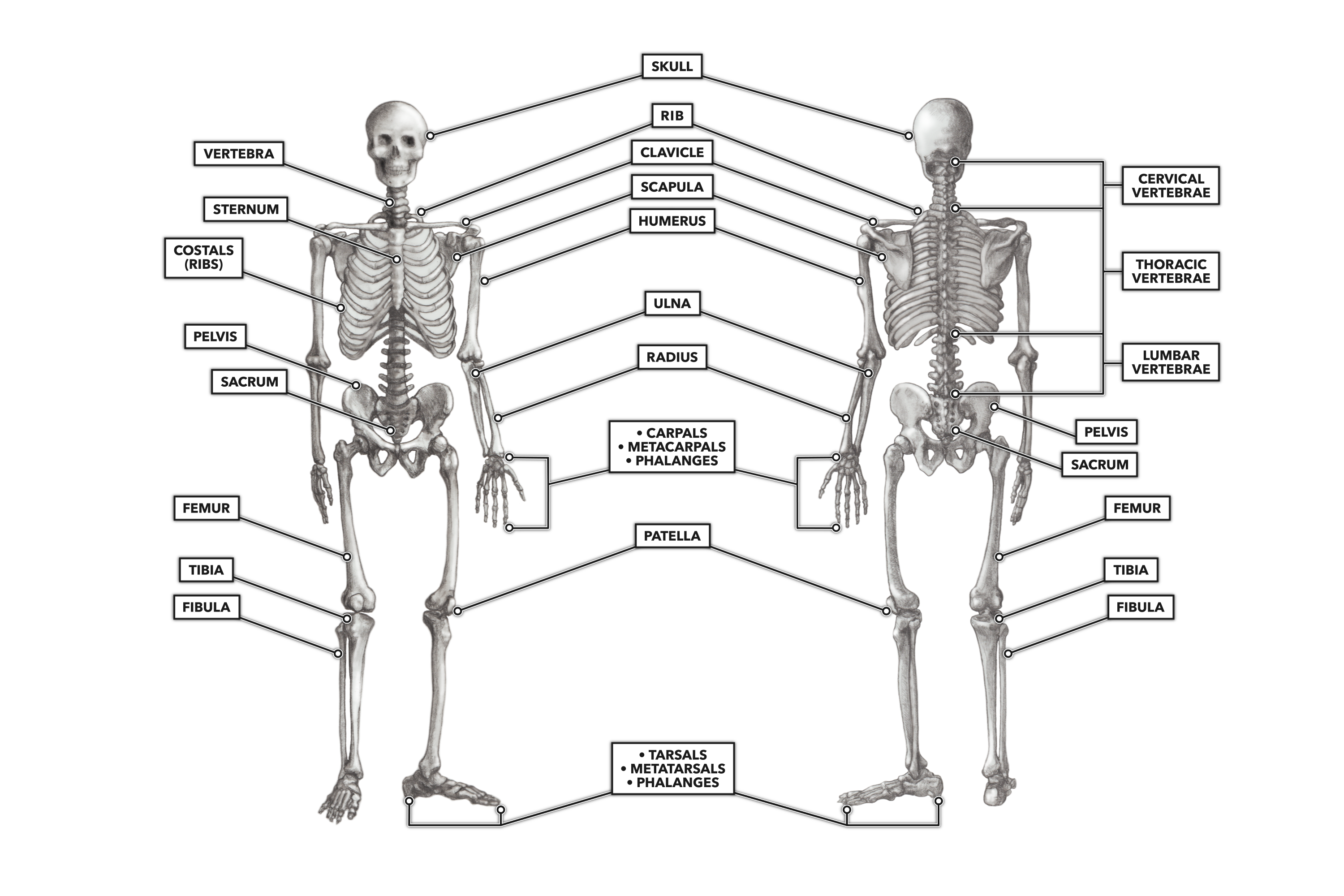 Human Body Diagram Cardiovascular System 
