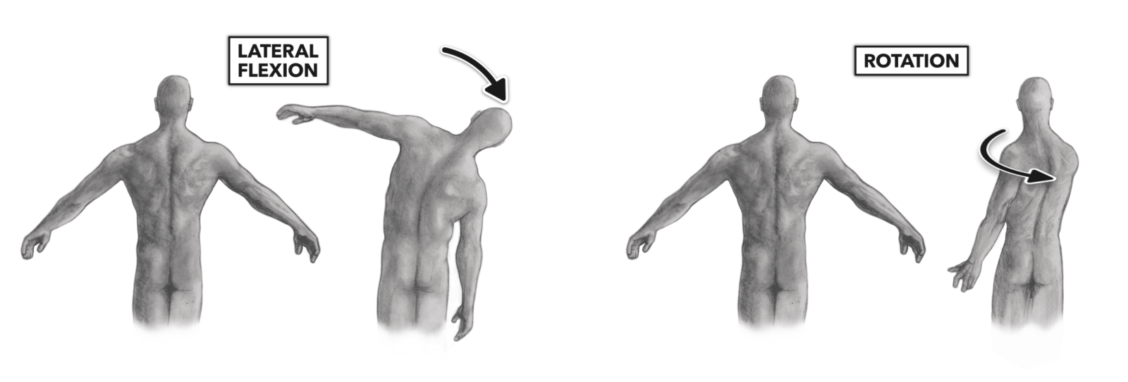 CrossFit | Movement About Joints, Part 8: The Vertebral Column