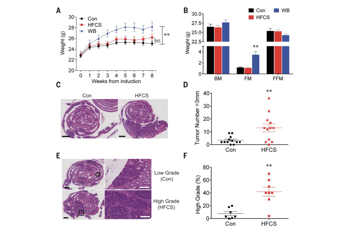 CrossFit | High-Fructose Corn Syrup Enhances Intestinal Tumor Growth In ...