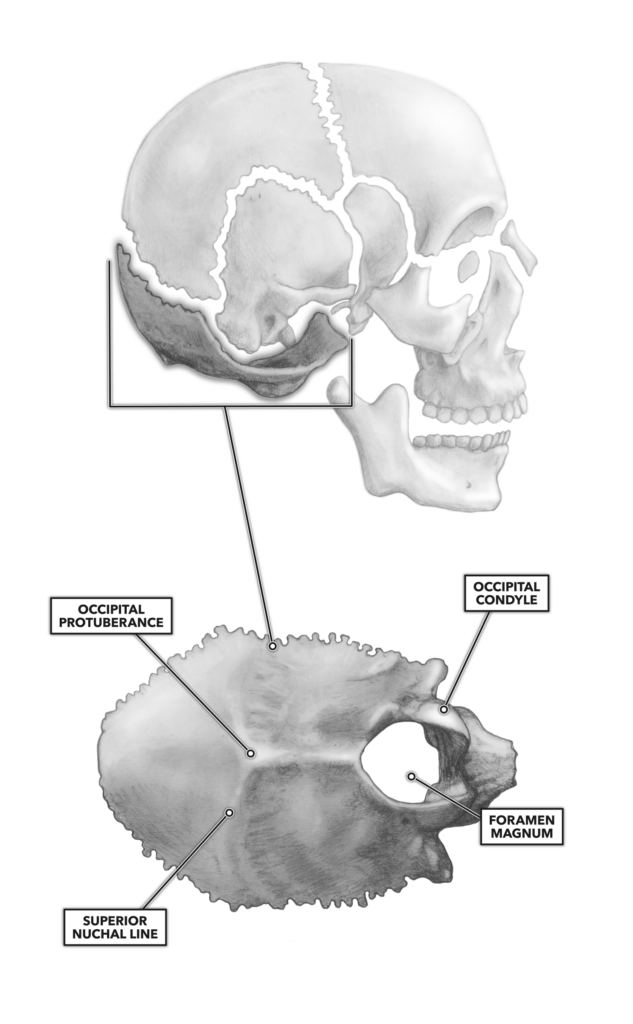 CrossFit | The Bones of the Skull