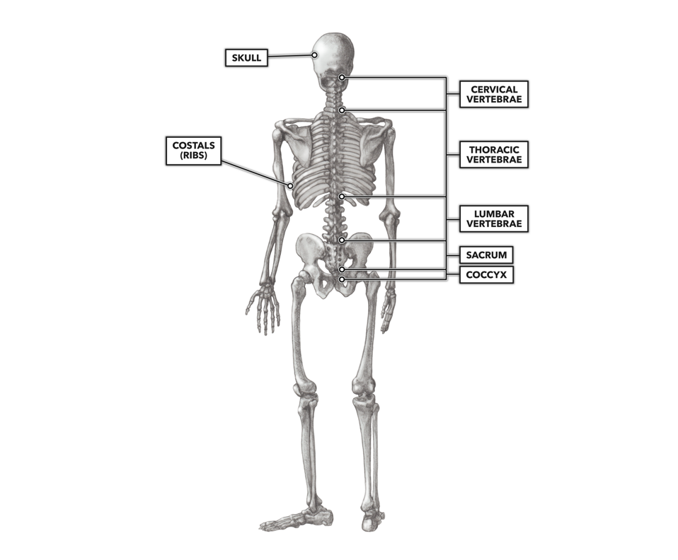 CrossFit | Basic Structure of the Vertebrae