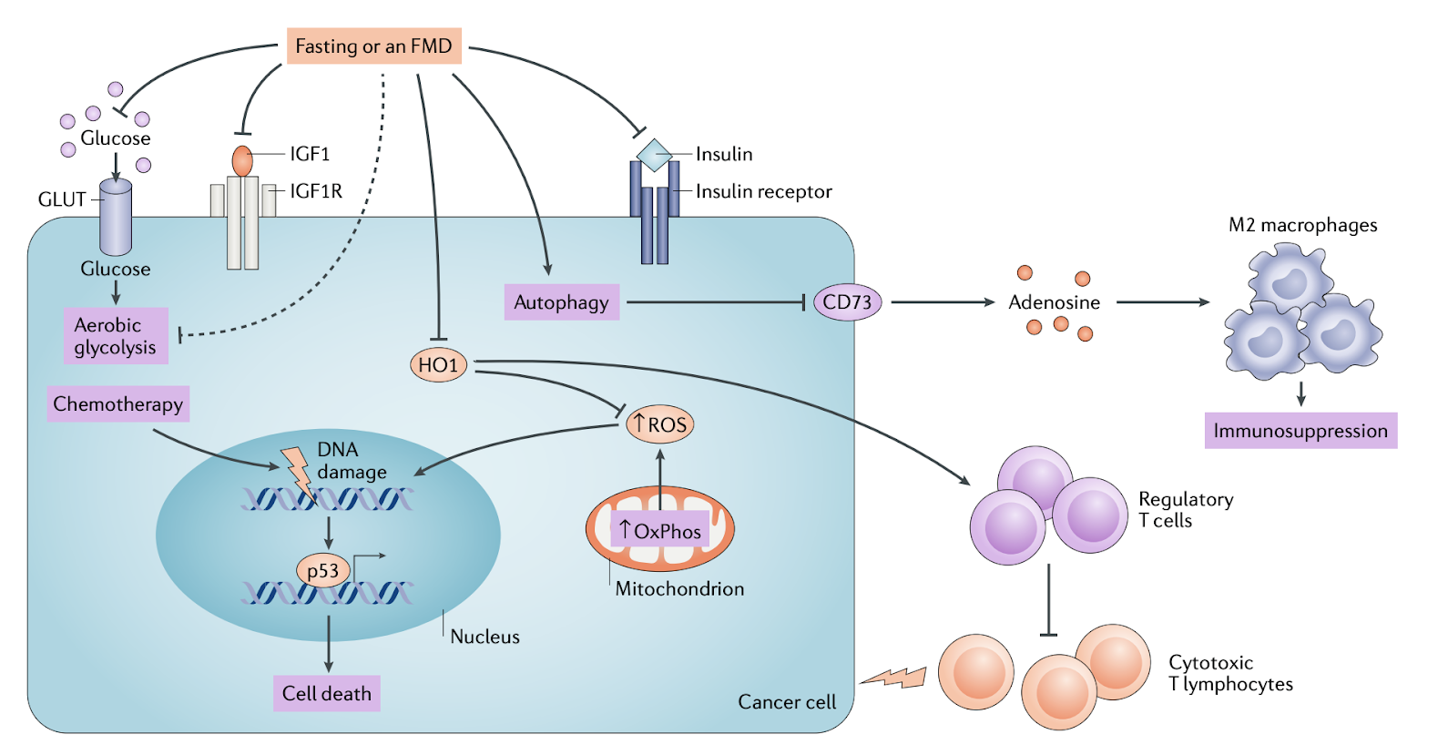 CrossFit | Fasting and Cancer: Molecular Mechanisms and Clinical ...