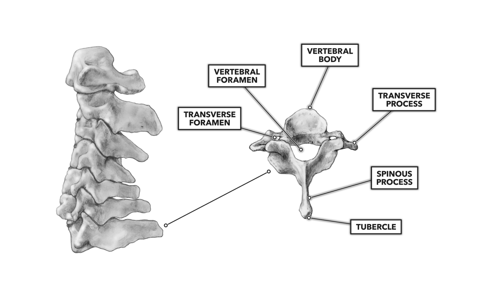 CrossFit | The Cervical Vertebrae