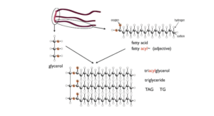 CrossFit | An Introduction to Metabolism