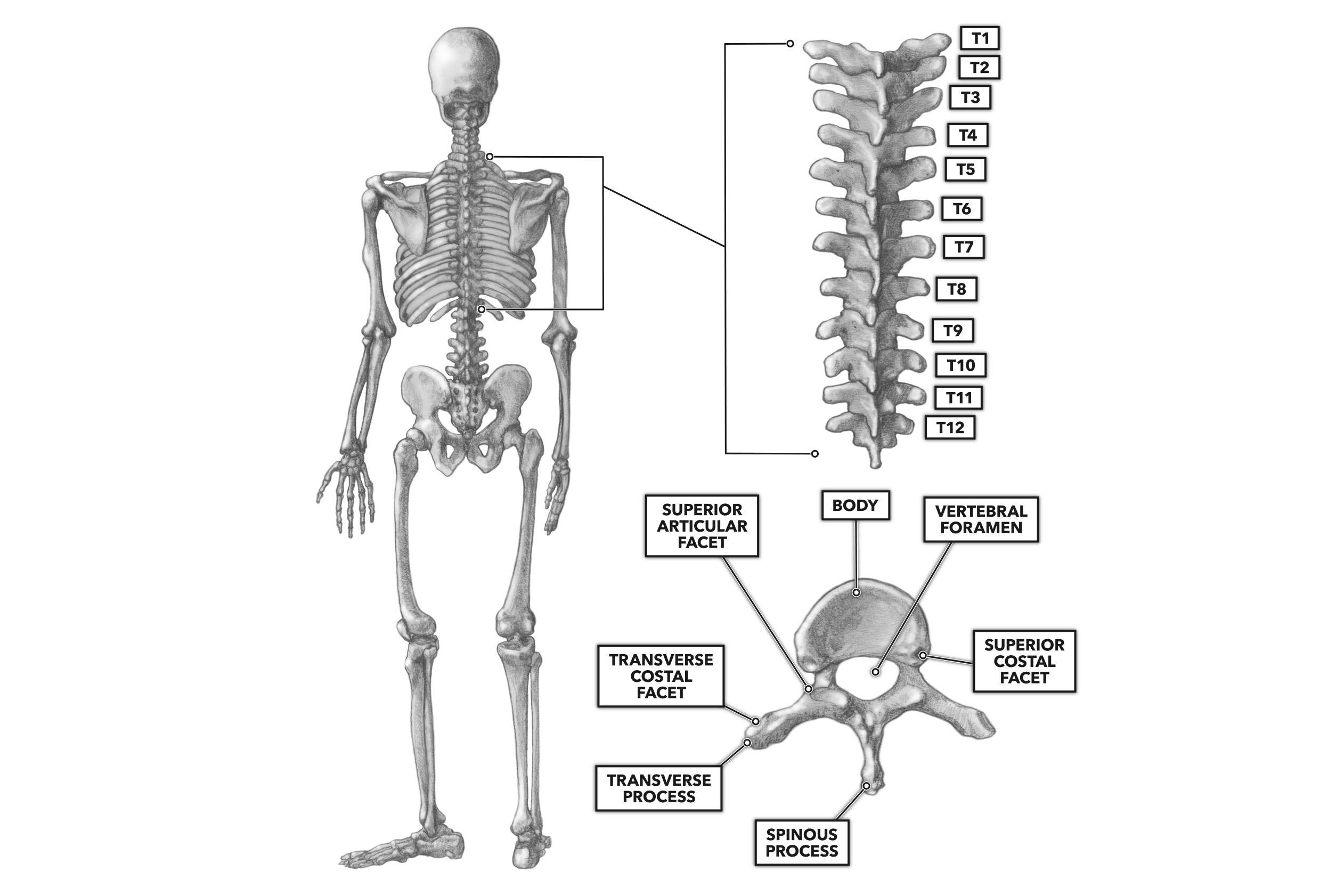 CrossFit The Thoracic Vertebrae