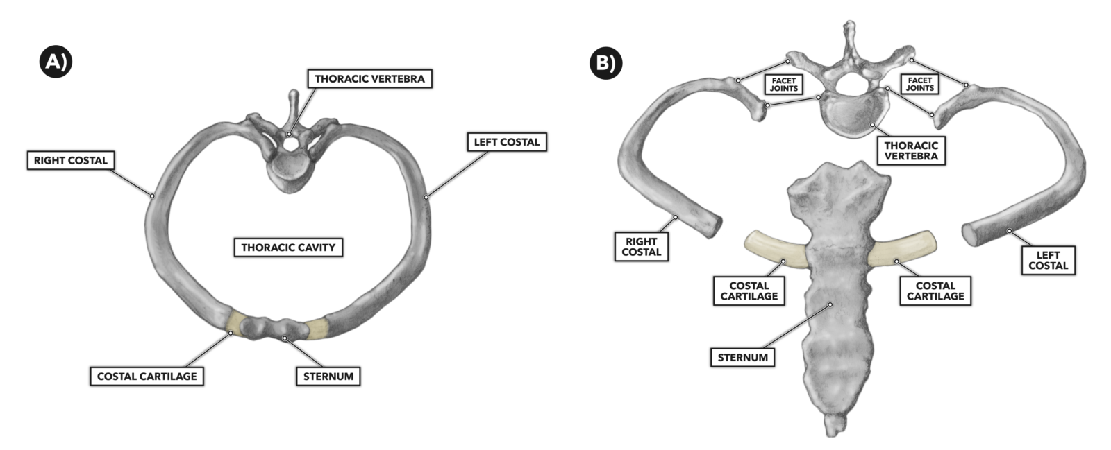 CrossFit | The Thoracic Vertebrae and Other Thoracic Bones