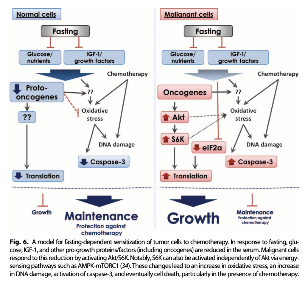 CrossFit | Fasting Cycles Retard Growth of Tumors and Sensitize a Range ...