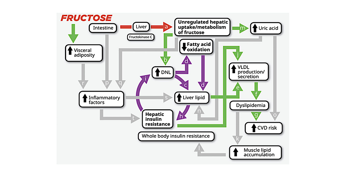 CrossFit | Pathways and mechanisms linking dietary components to ...