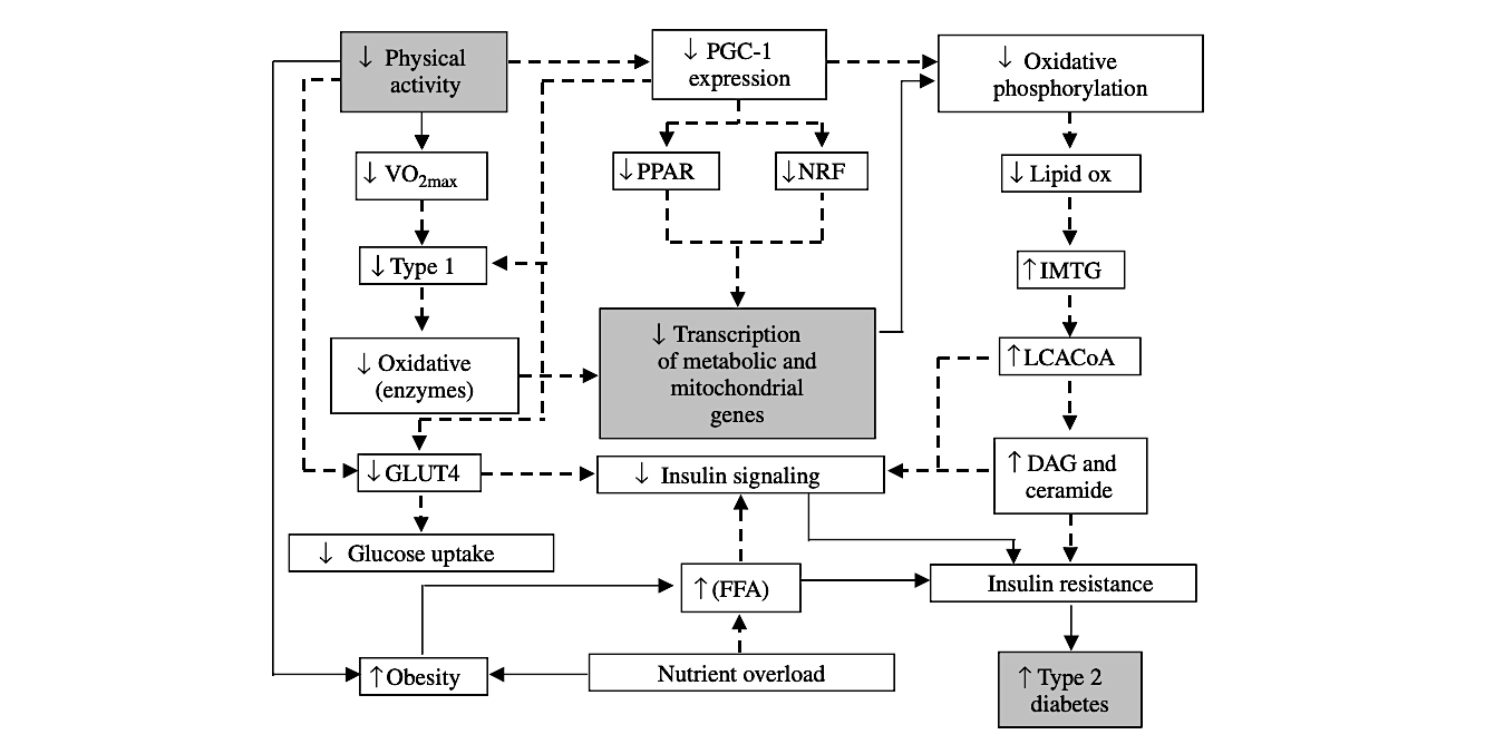 CrossFit | Exercise as a therapeutic intervention for the prevention ...