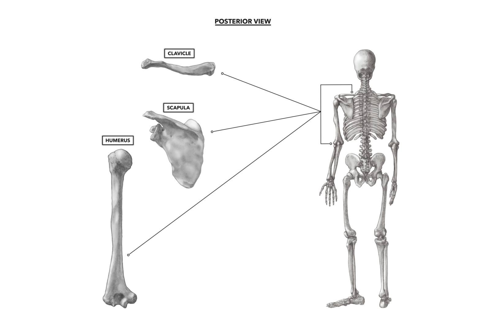 CrossFit | Bones of the Shoulder