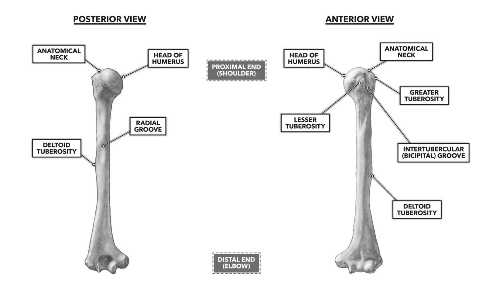 CrossFit | Bones of the Shoulder