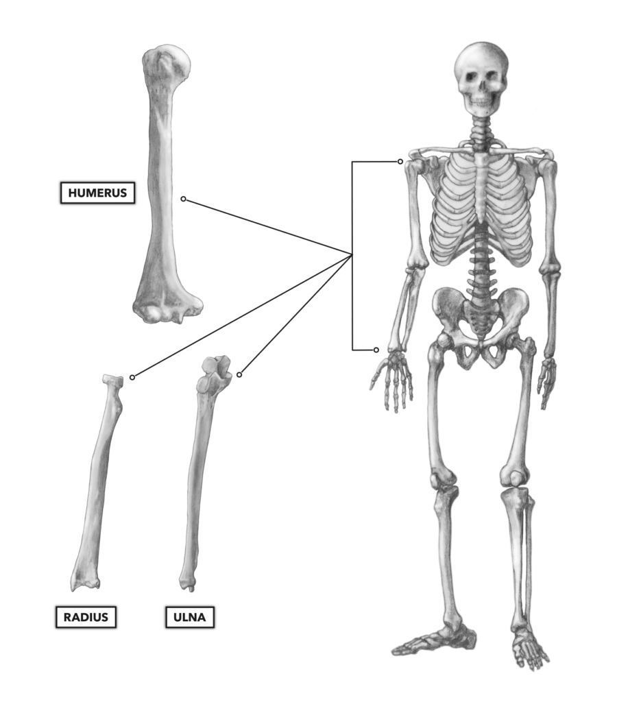 CrossFit | Bones of the Elbow