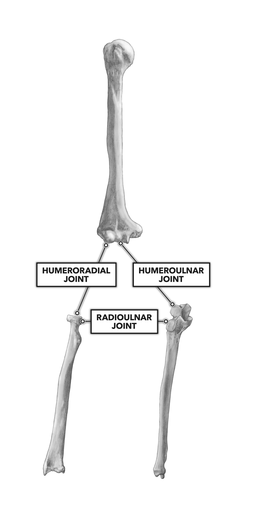 CrossFit | Bones of the Elbow