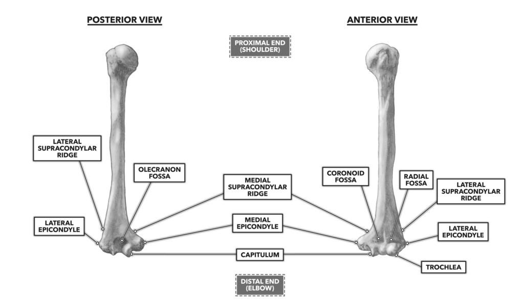 CrossFit | Bones of the Elbow