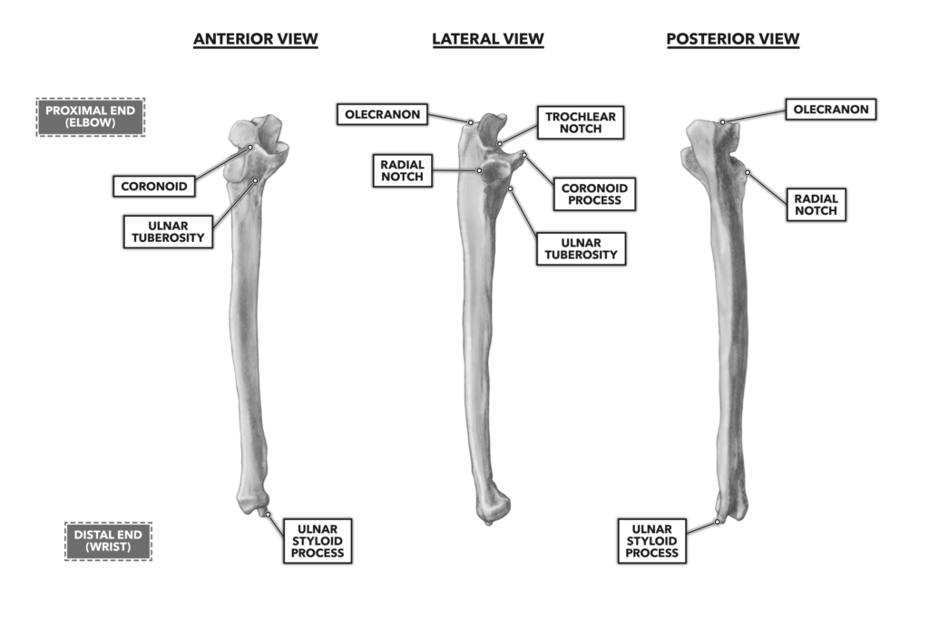 CrossFit | Bones of the Elbow