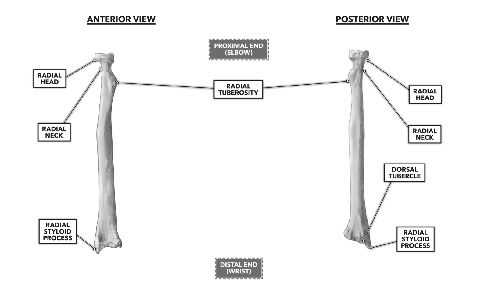 CrossFit | Bones of the Elbow