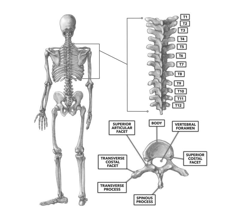 CrossFit The Thoracic Vertebrae CrossFit The Thoracic Vertebrae