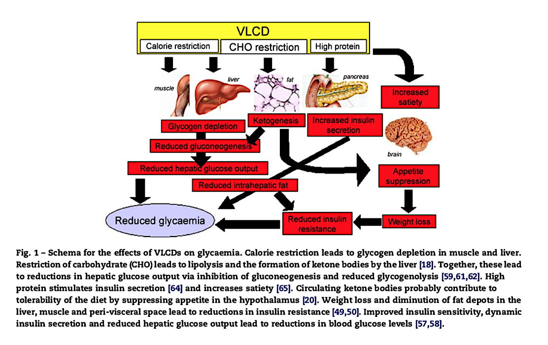 CrossFit | Effects and Clinical Potential of Very-Low-Calorie Diets ...
