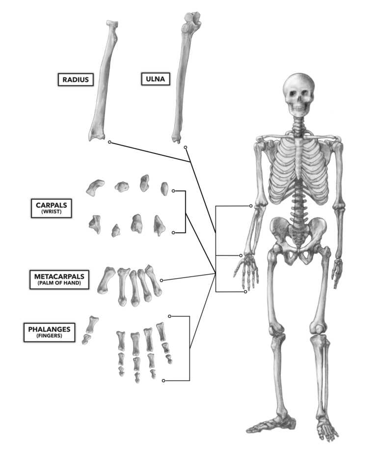 CrossFit | The Wrist & Hand
