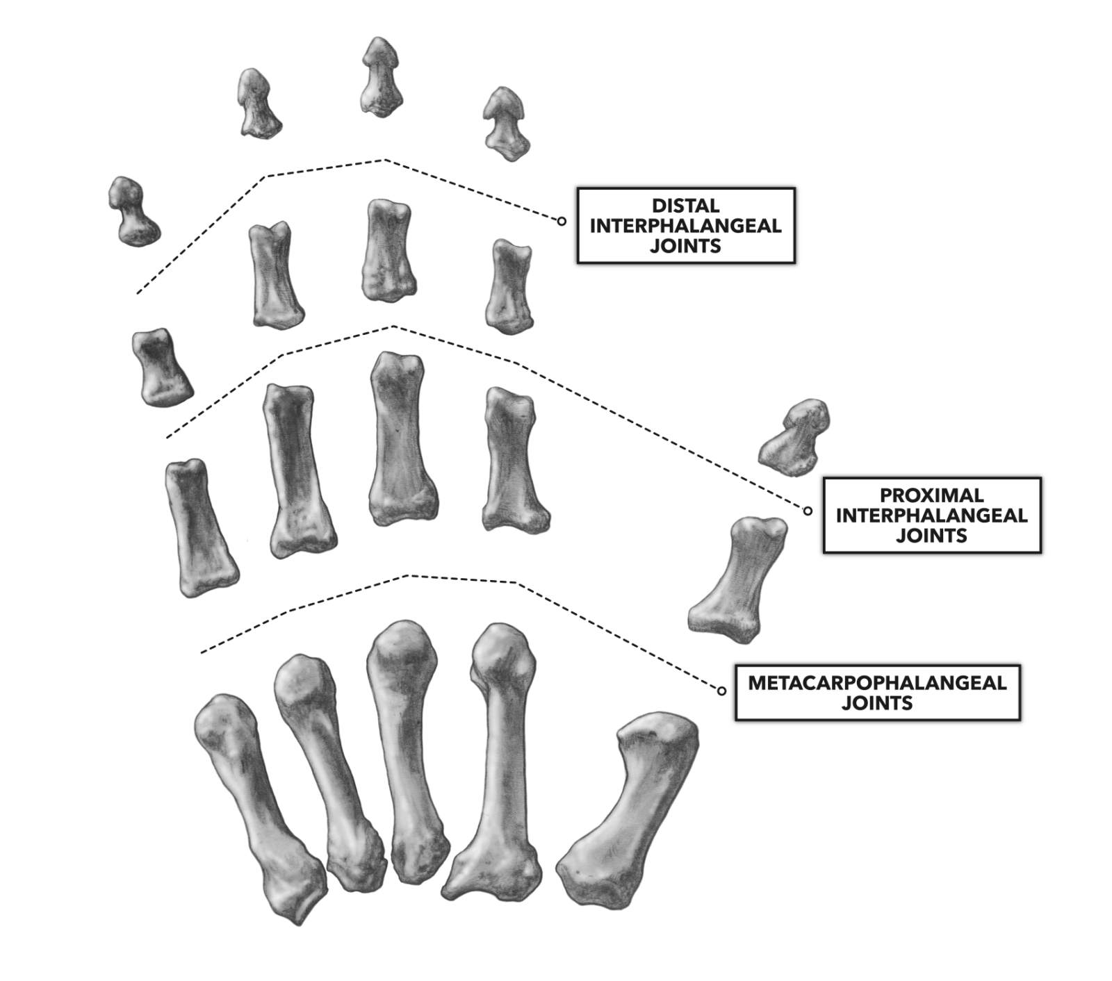CrossFit | The Wrist & Hand