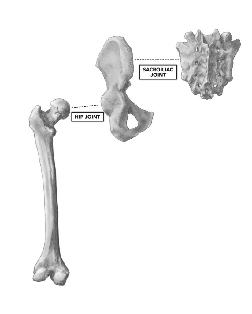 CrossFit | Bones of the Hip & Pelvis