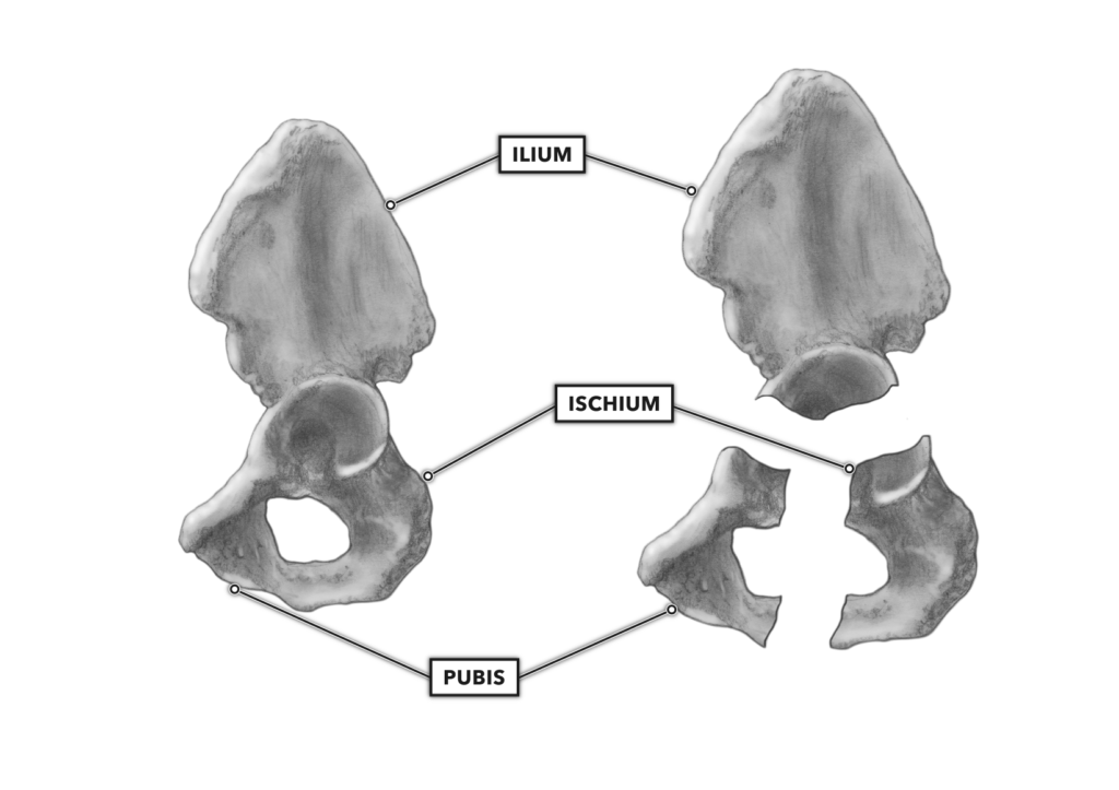 CrossFit | Bones of the Hip & Pelvis