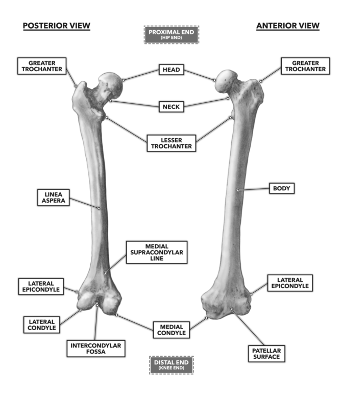 CrossFit Bones Of The Hip Pelvis
