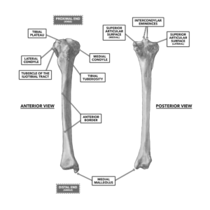 CrossFit | Bones of the Knee