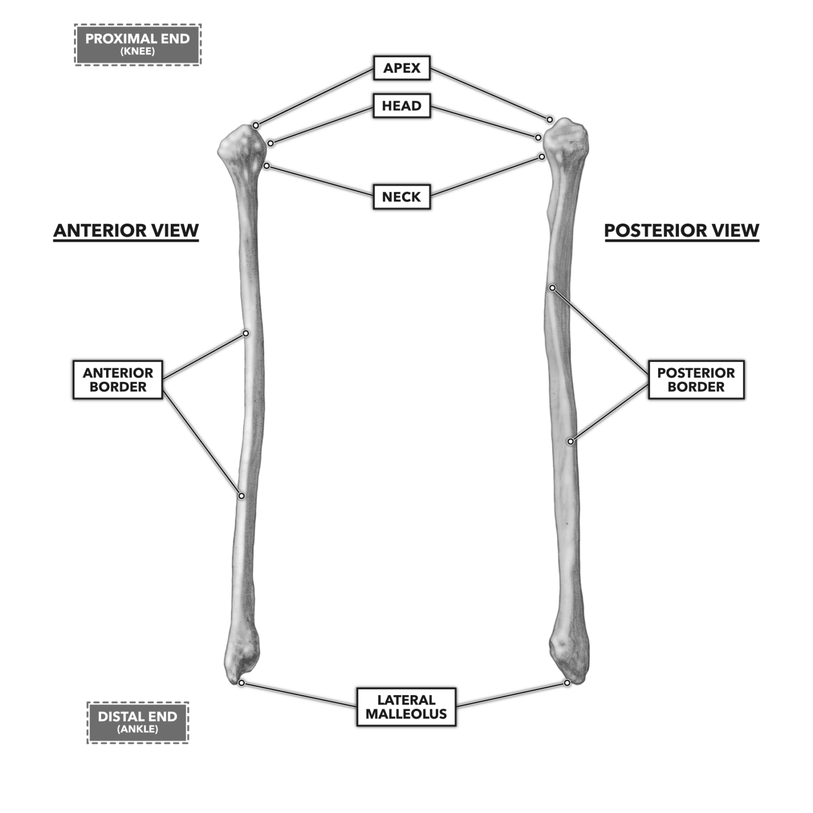 CrossFit | Bones of the Knee