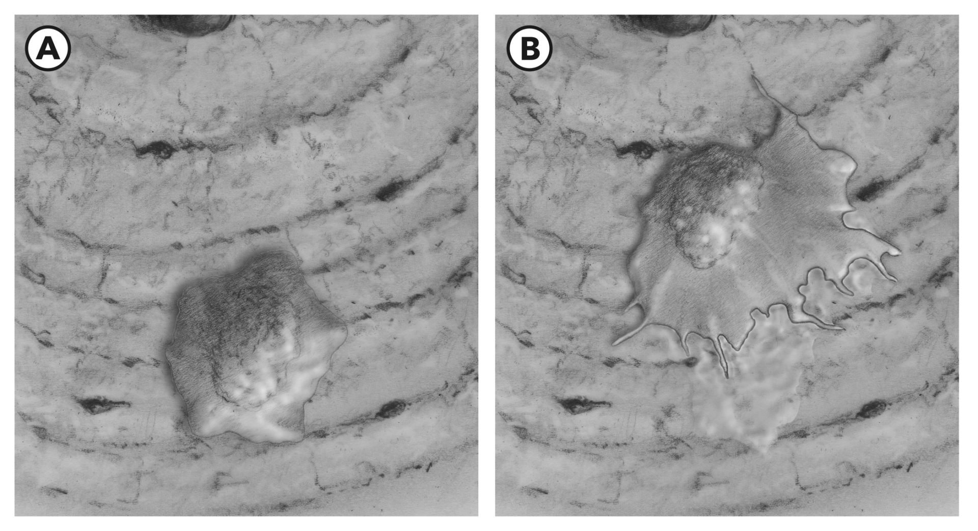 CrossFit | Bone Deposition and Osteoporosis