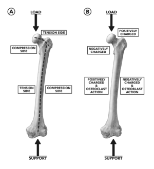 CrossFit | Bone Deposition and Osteoporosis