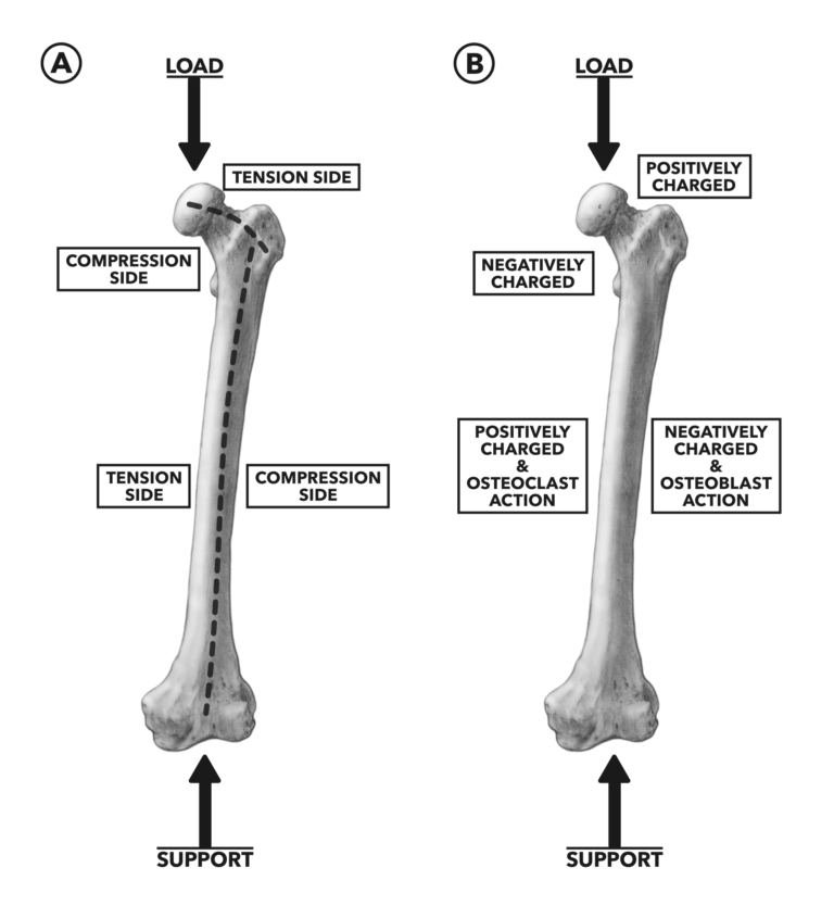 CrossFit | Bone Deposition and Osteoporosis