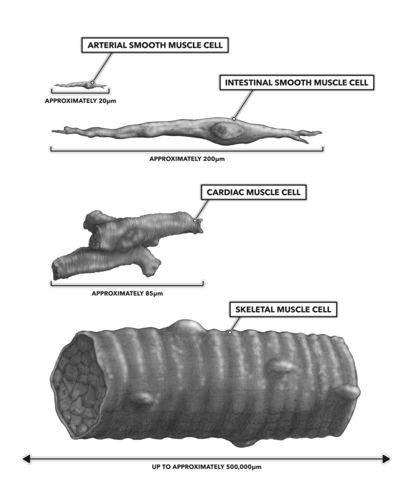 CrossFit | Muscle Basics, Part 1: Cells, Proteins, and Sarcomeres