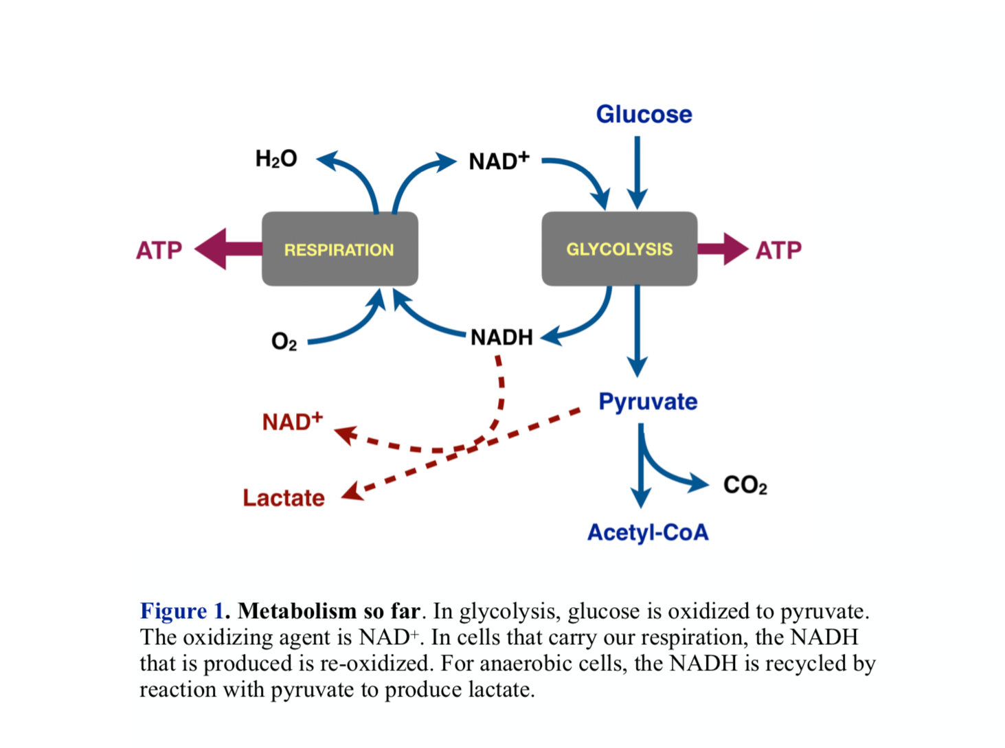 CrossFit | Cancer and Metabolism, Part 2