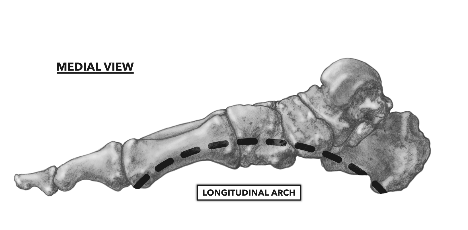 CrossFit | Bones of the Foot and Ankle