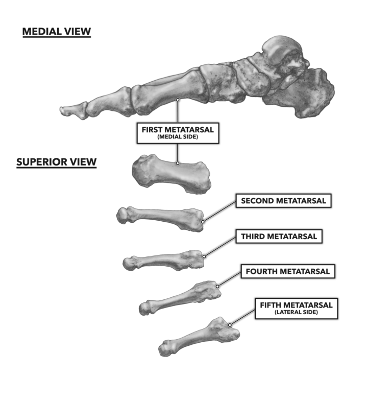 CrossFit | Bones of the Foot and Ankle