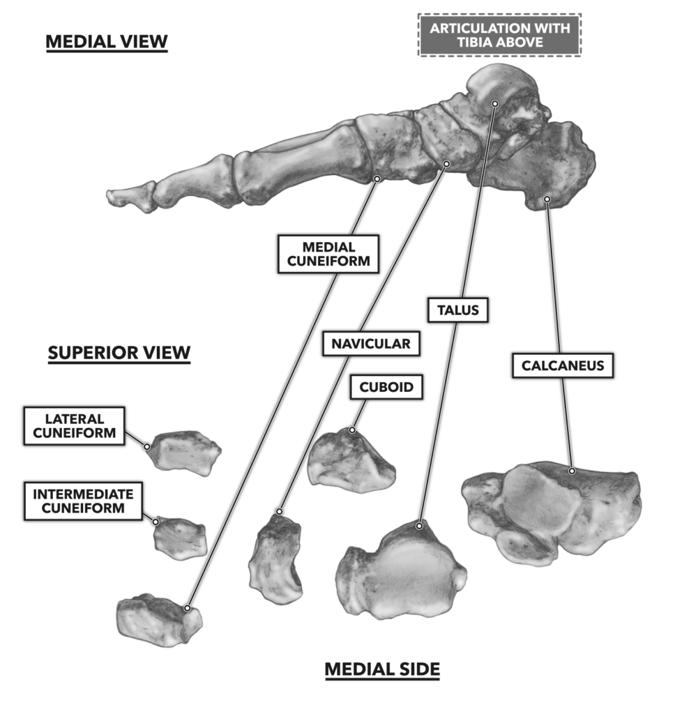 CrossFit | Bones of the Foot and Ankle