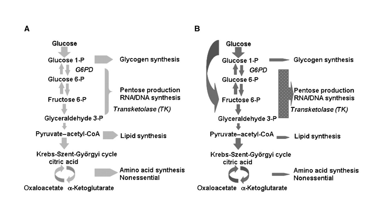 CrossFit | Fructose Induces Transketolase Flux to Promote Pancreatic ...
