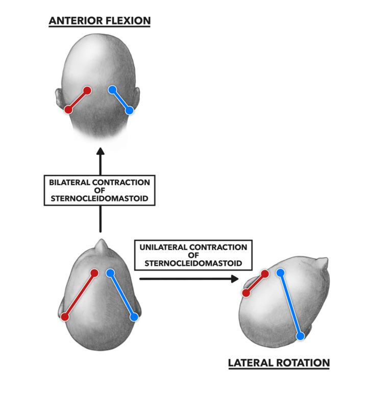 CrossFit | Cervical Muscles, Part 1