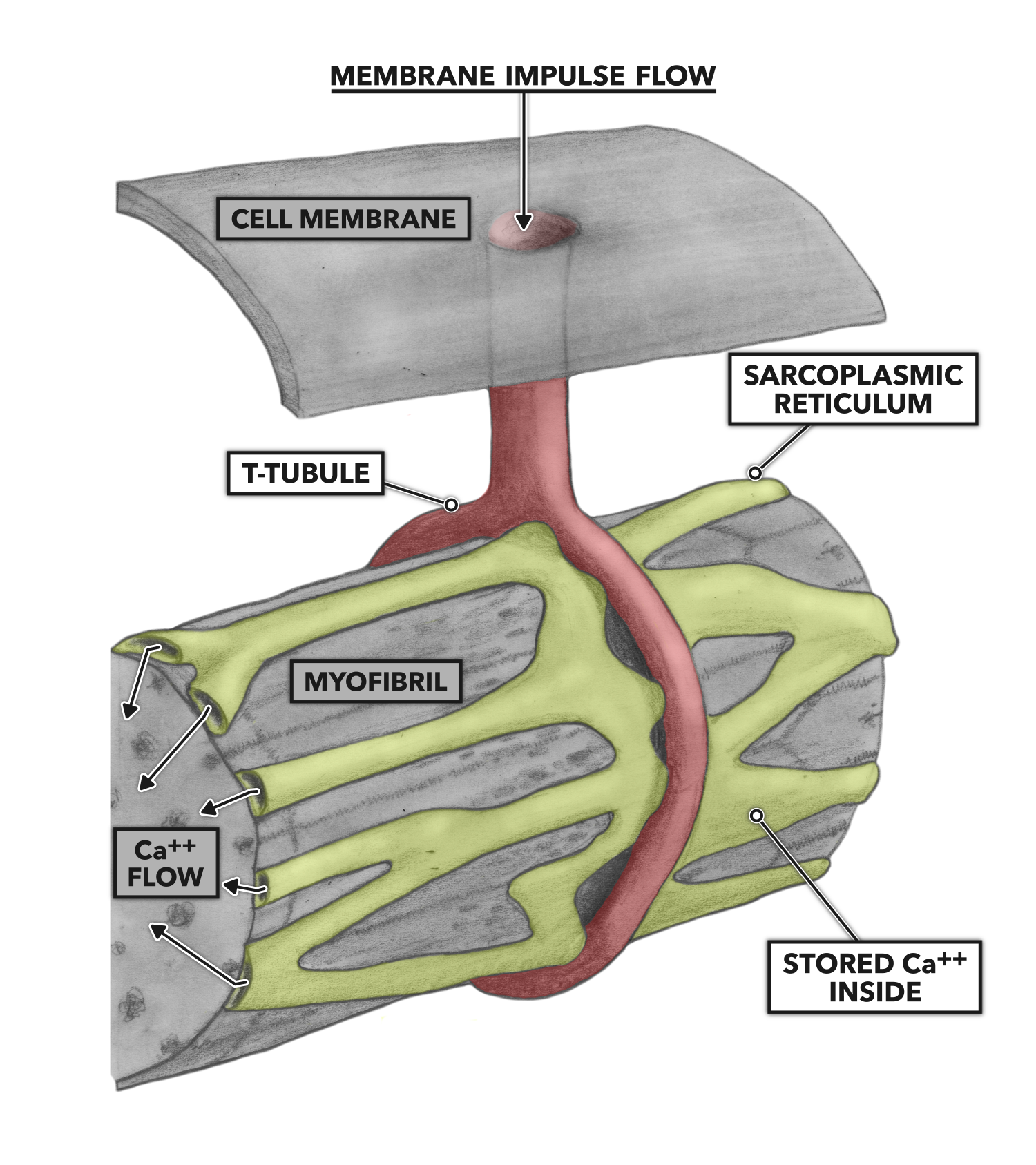 CrossFit | Muscle Basics, Part 2: Anatomy of Muscle Contraction