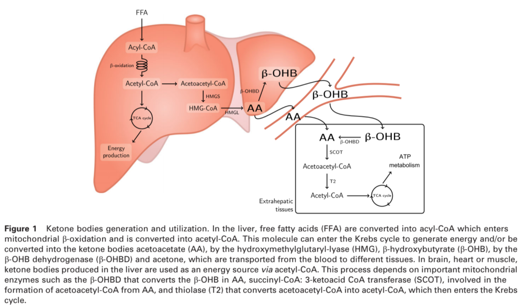 CrossFit | Ketogenic Diets: From Cancer to Mitochondrial Diseases and ...