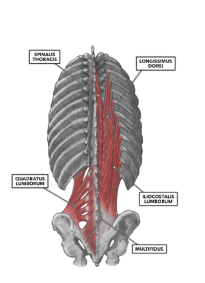 CrossFit | Lumbar Muscles, Part 1
